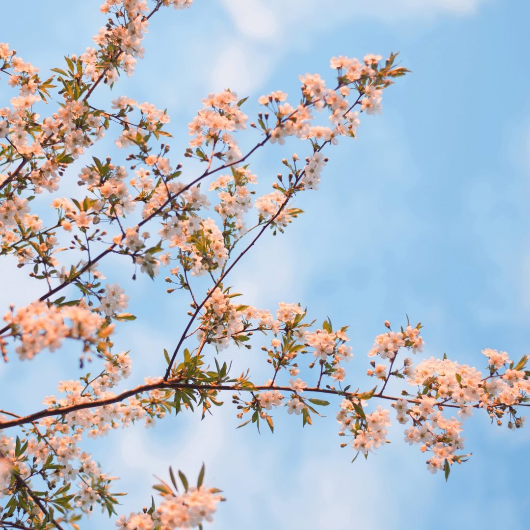 The Freedom of The Fool - Tarot Flower